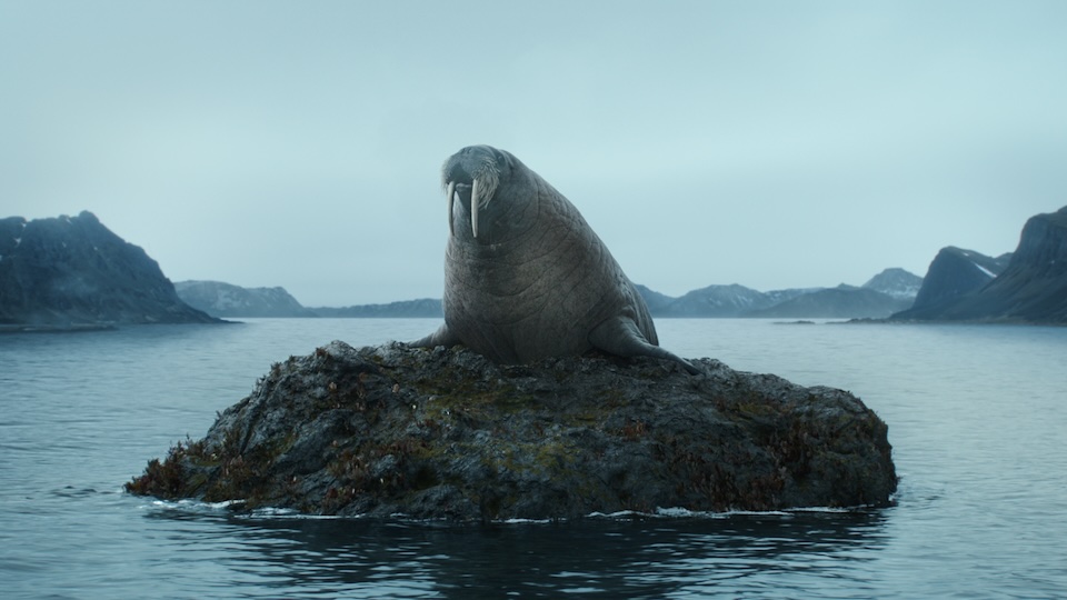 Channel 4 Walrus Ad