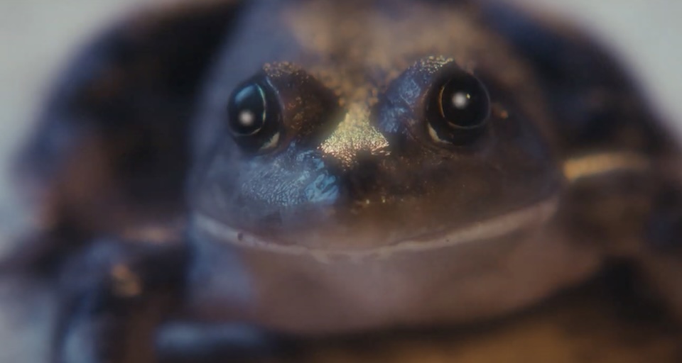 A Gal and Her Toad Hype Eco-Friendly Clothes | Muse by Clios